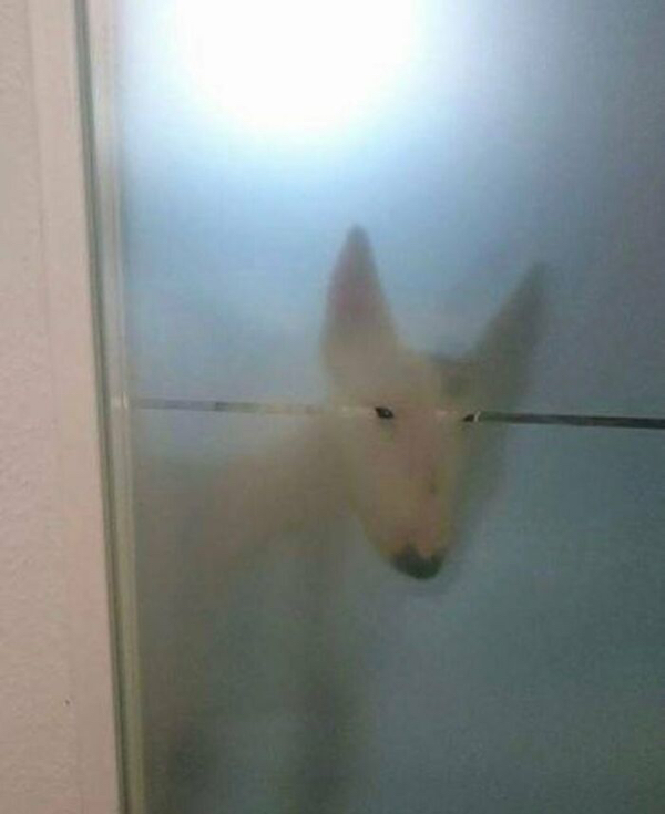 These robot animals have gone totally haywire