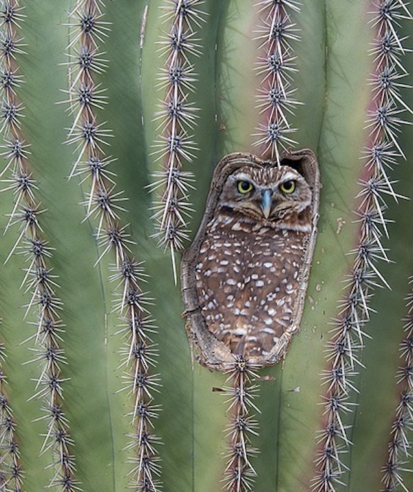 F*cking owls how do they work?