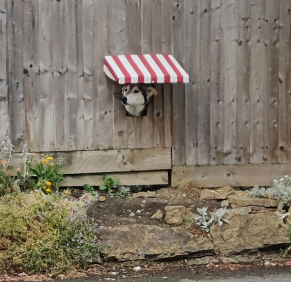 Pet inventions that are helping to make animal dreams a reality