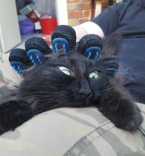 Pet inventions that are helping to make animal dreams a reality