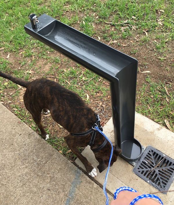 Pet inventions that are helping to make animal dreams a reality