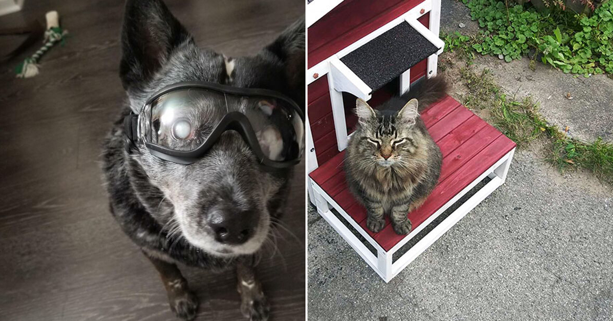 Pet inventions that are helping to make animal dreams a reality