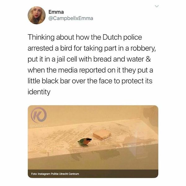 "Questionable Tweets" shows the madness of the internet