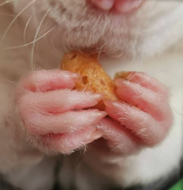 A collection of rats cute enough to get their own Pixar movie