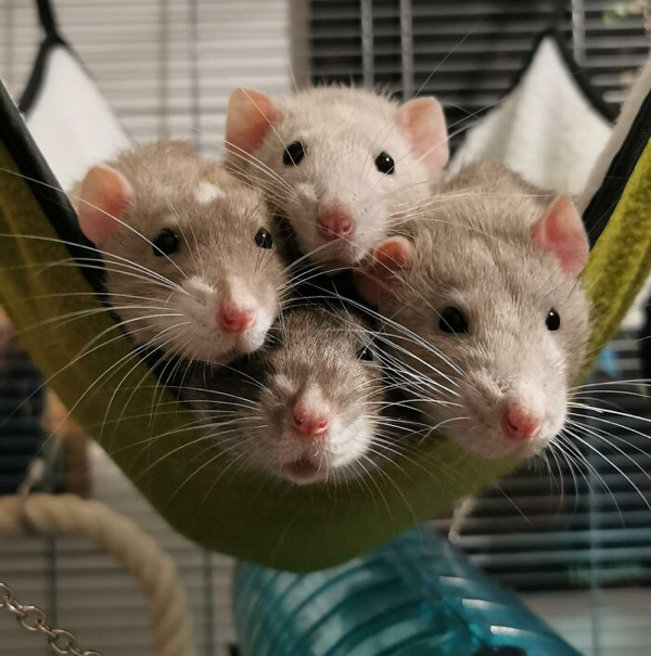 A collection of rats cute enough to get their own Pixar movie