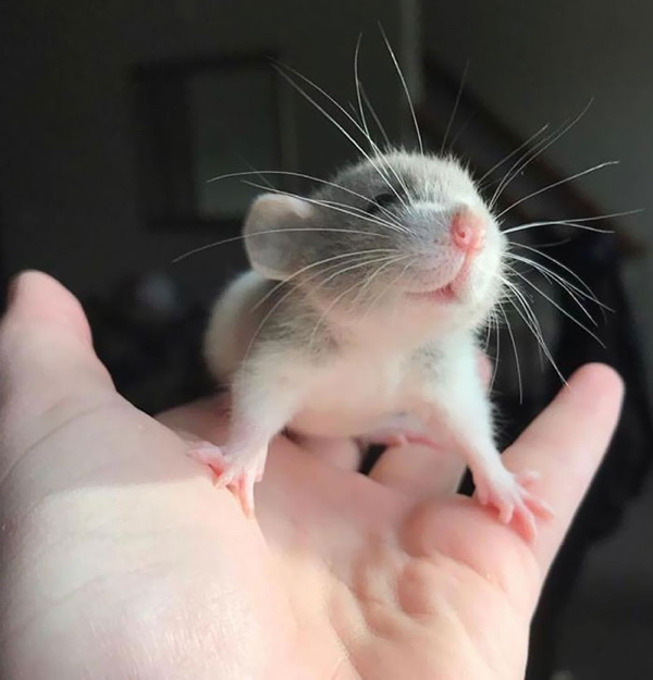 A collection of rats cute enough to get their own Pixar movie