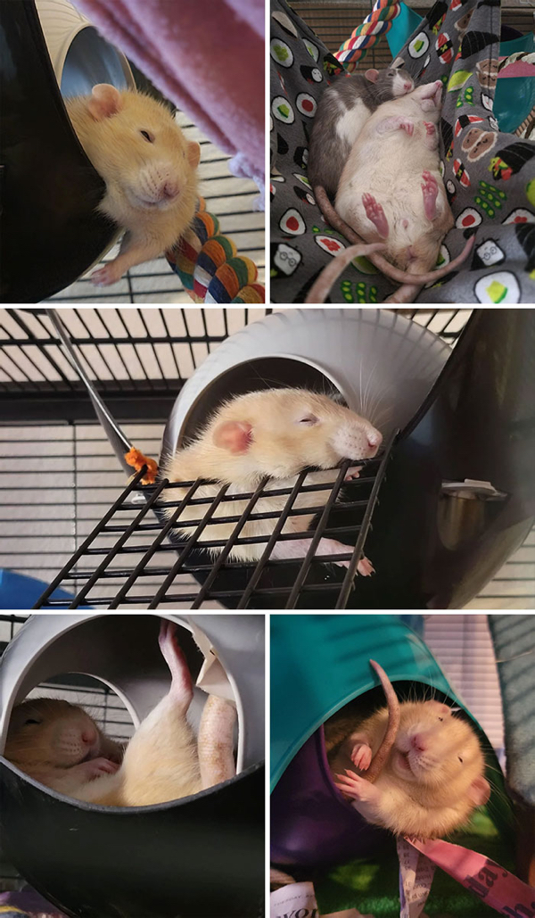 A collection of rats cute enough to get their own Pixar movie