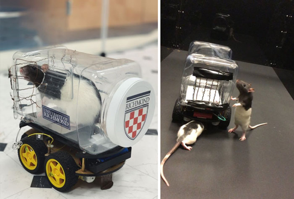 A collection of rats cute enough to get their own Pixar movie
