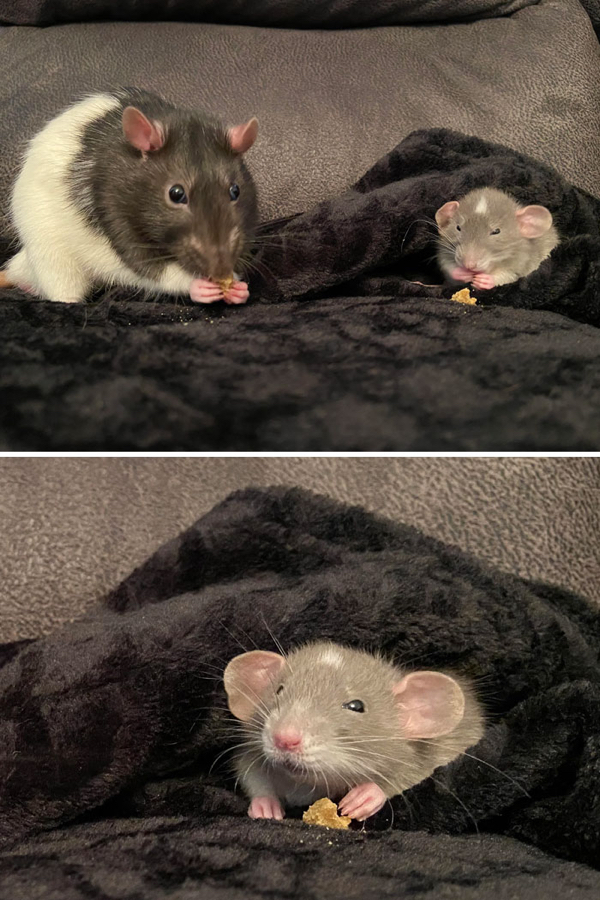 A collection of rats cute enough to get their own Pixar movie