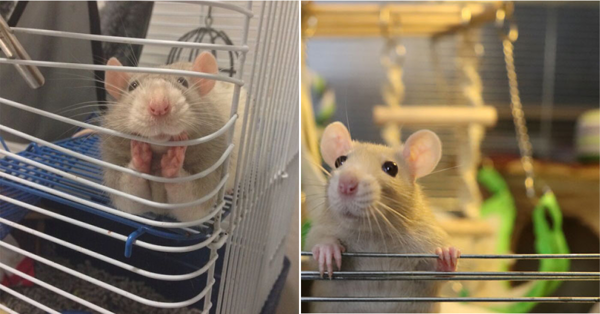 A collection of rats cute enough to get their own Pixar movie