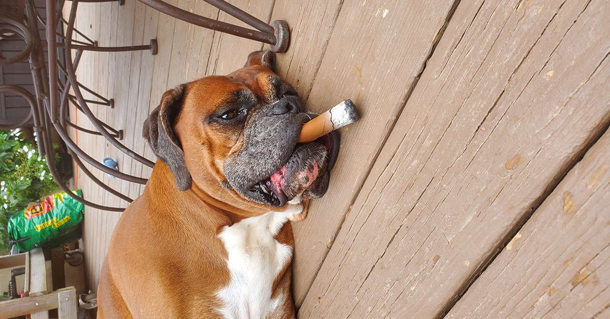 Animals that are happy fuel for your daily lives. Funny ahead