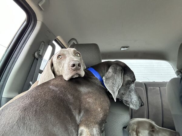 Dogs Are Awesome. That Is All.