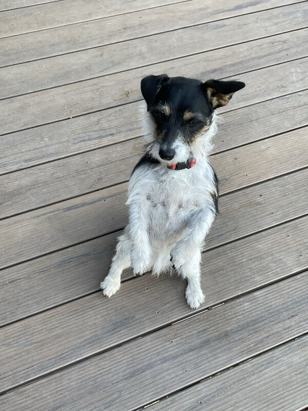 Dogs Are Awesome. That Is All.