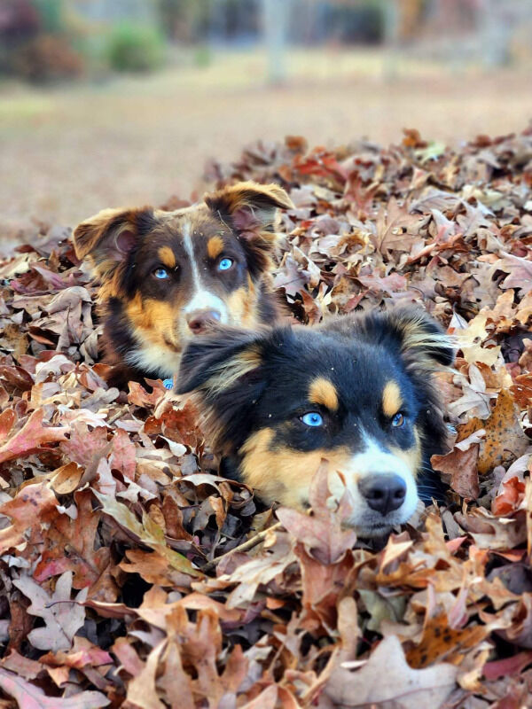 Dogs Are Awesome. That Is All.