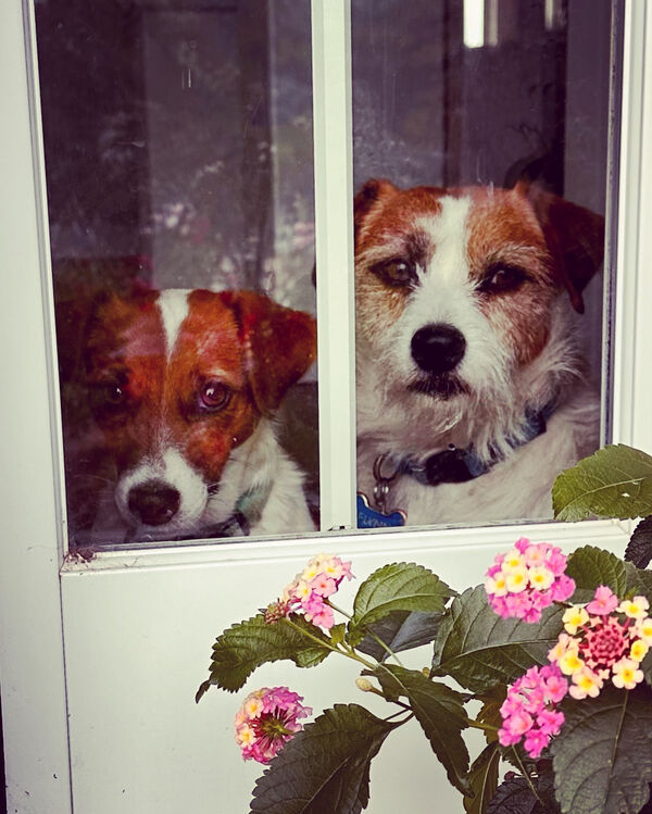 Dogs Are Awesome. That Is All.