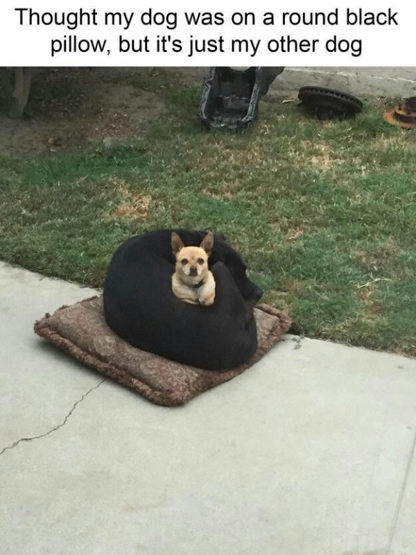 I Love Memes & Animals... Let’s Combine Them!