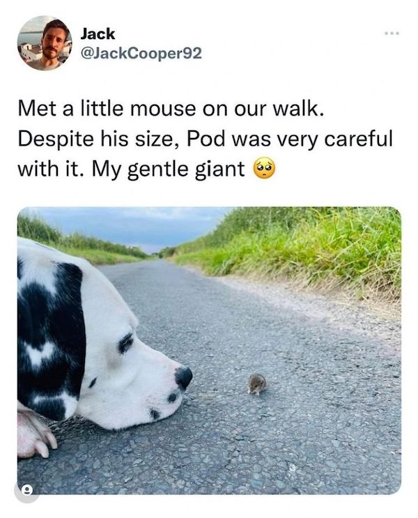 Memes that prove dogs are the undefeated comedy champions