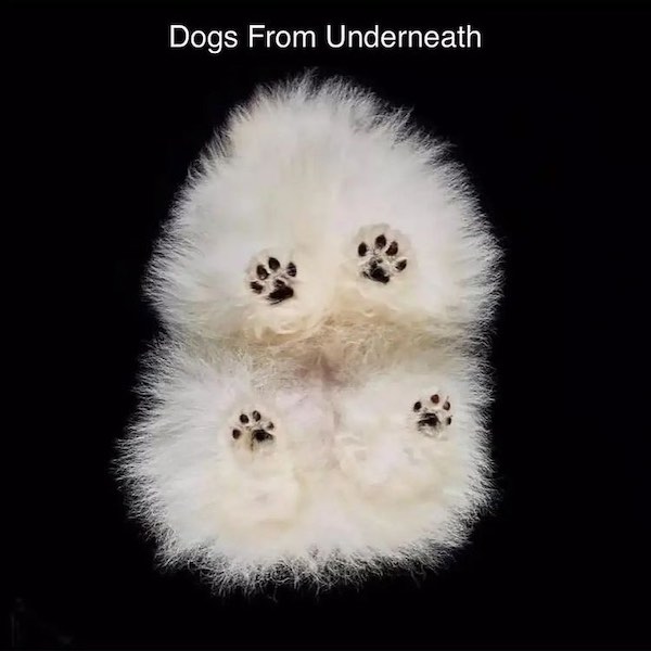 Memes that prove dogs are the undefeated comedy champions