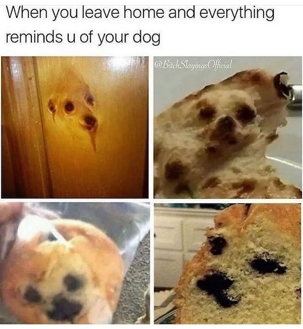 Memes that prove dogs are the undefeated comedy champions