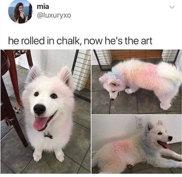 Memes that prove dogs are the undefeated comedy champions