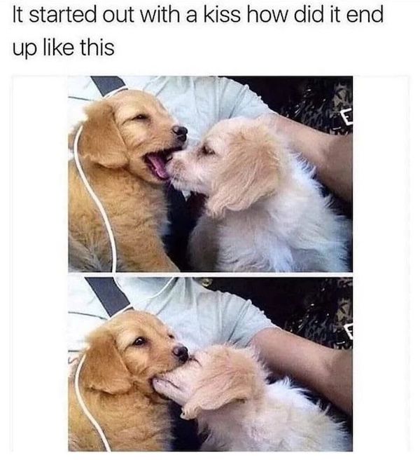 Memes that prove dogs are the undefeated comedy champions