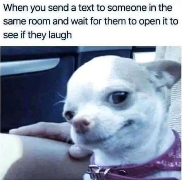 Memes that prove dogs are the undefeated comedy champions