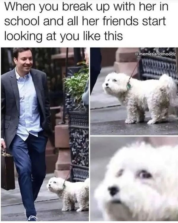 Memes that prove dogs are the undefeated comedy champions