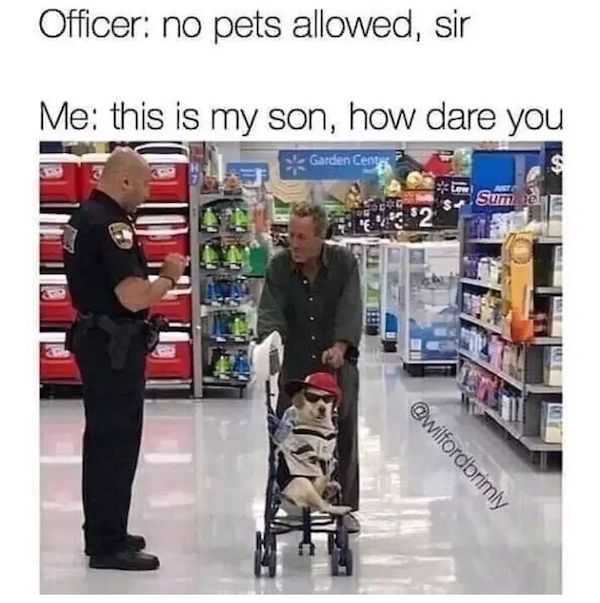 Memes that prove dogs are the undefeated comedy champions