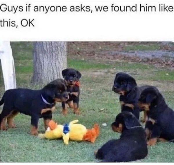 Memes that prove dogs are the undefeated comedy champions