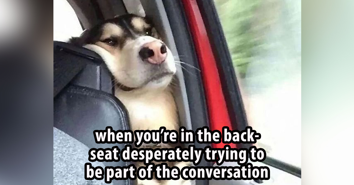 Memes that prove dogs are the undefeated comedy champions