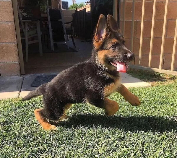 Dogs Are Awesome. That Is All.