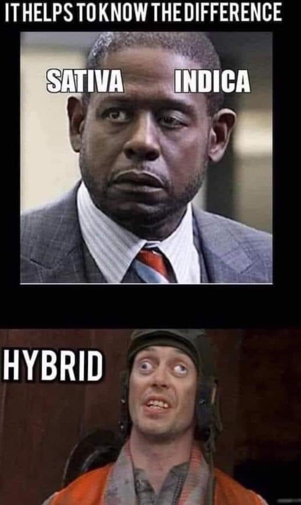 Open your mind with dank stoner memes and trippy weed facts