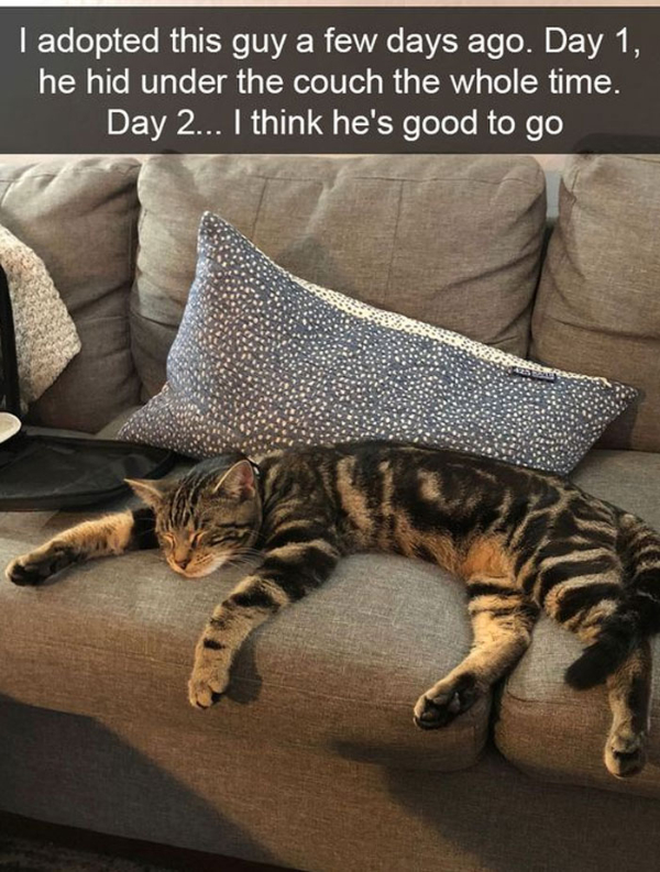 Psspspspsps! It’s Cat Saturday!