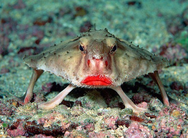 You won't believe your eyes when you see these weird-looking creatures