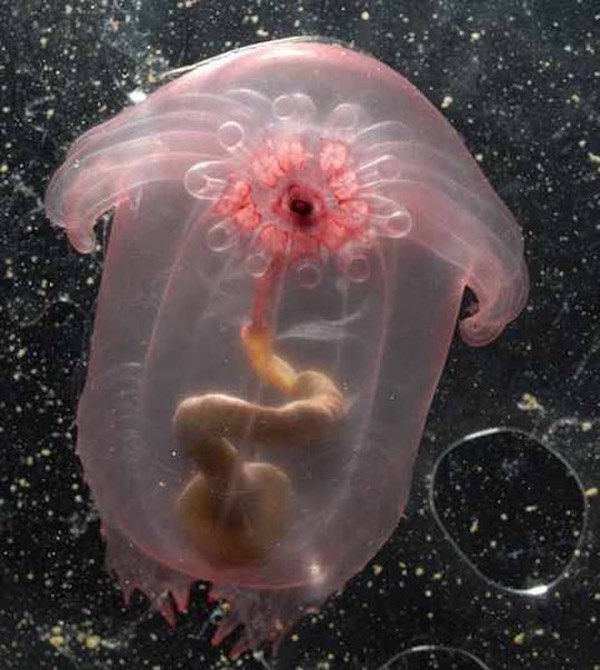 You won't believe your eyes when you see these weird-looking creatures
