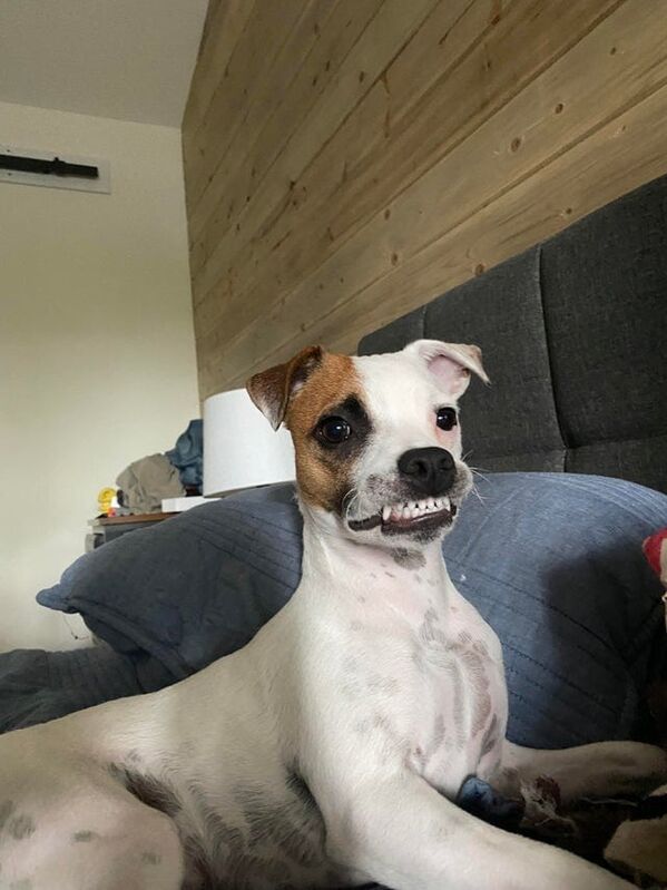 Dogs Are Awesome