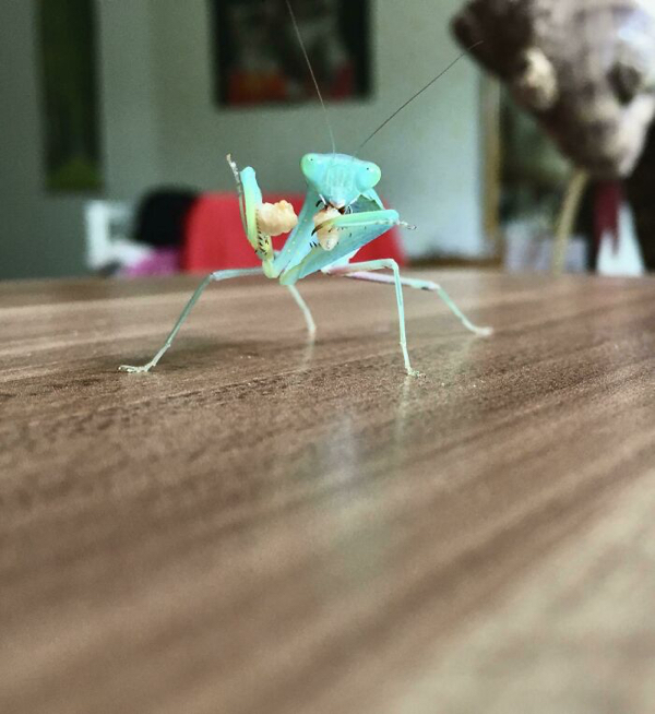 Bugs cute enough for their own Disney animated feature