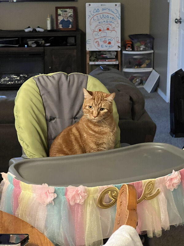 Bring on the Cats, It’s Cat Saturday!!!