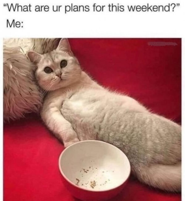 Bring on the Cats, It’s Cat Saturday!!!