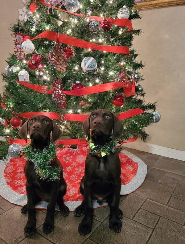 Dogs Are Awesome