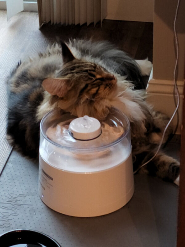 Bring on the Cats, It’s Cat Saturday!!!