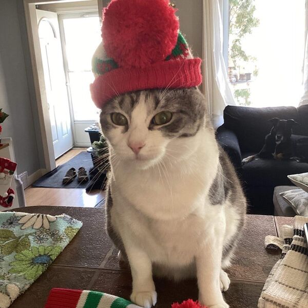 Bring on the Cats, It’s Cat Saturday!!!