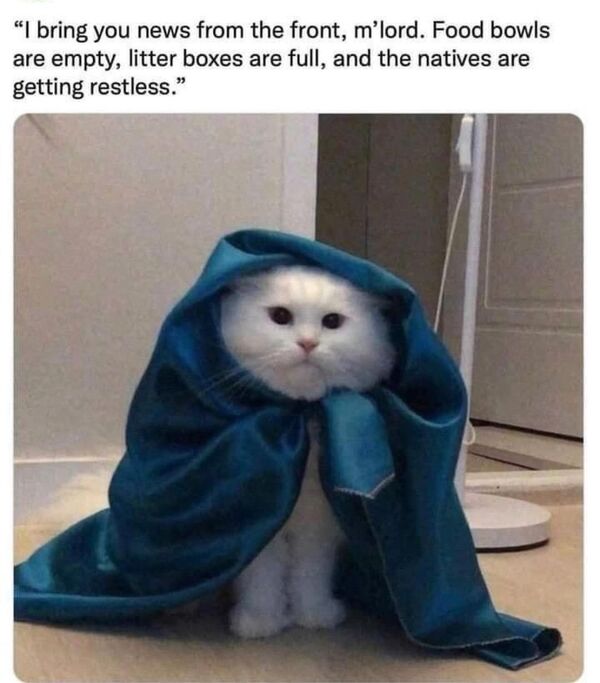 A Holly Jolly Caturday