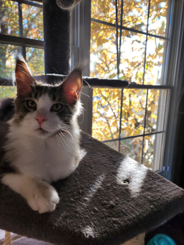 Bring on the Cats, It’s Cat Saturday!!!