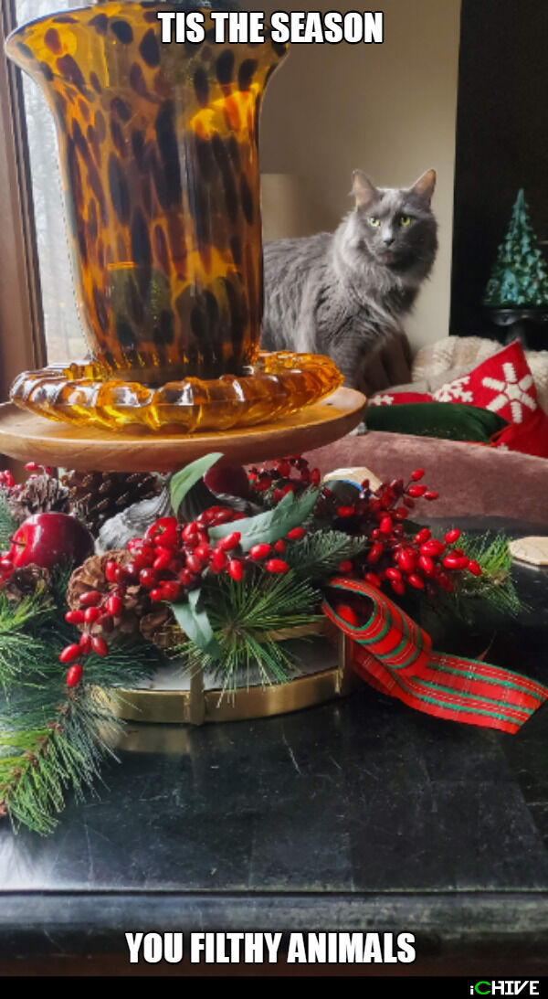 Bring on the Cats, It’s Cat Saturday!!!