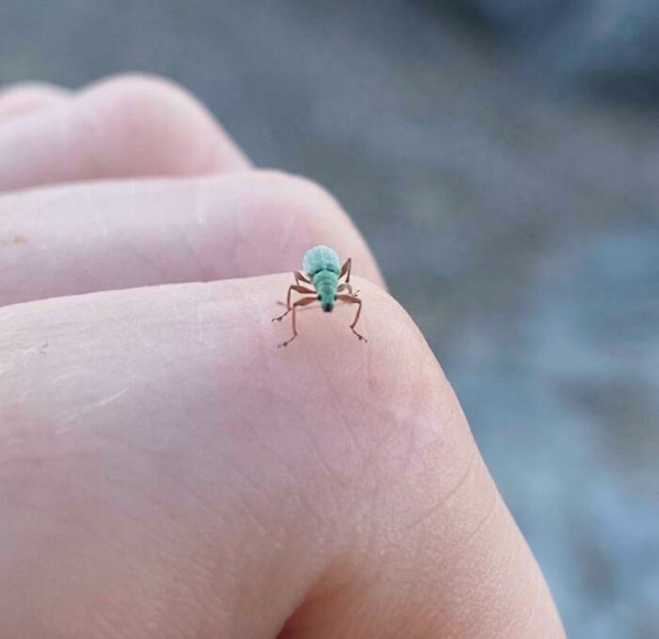 Bugs cute enough for their own Disney animated feature