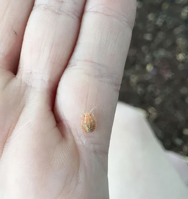 Bugs cute enough for their own Disney animated feature
