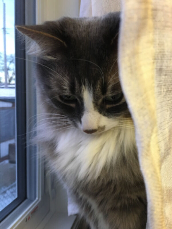 Bring on the Cats, It’s Cat Saturday!!!