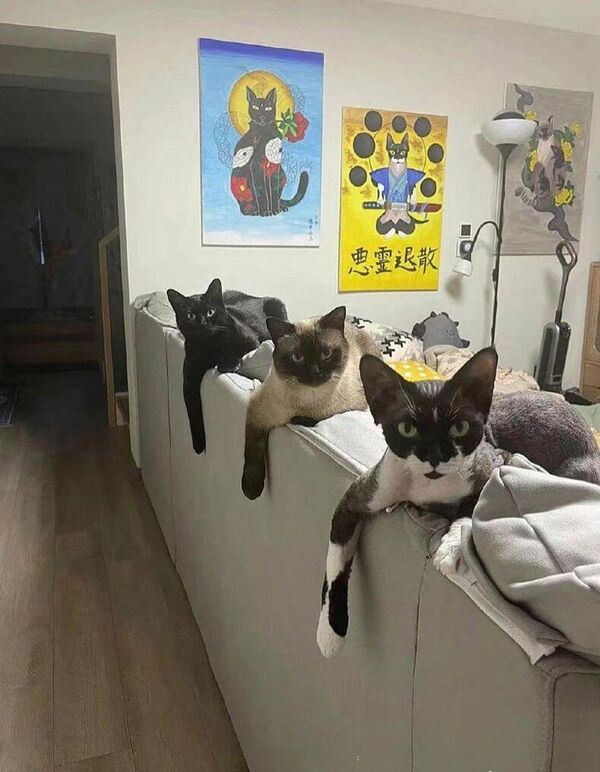 Bring on the Cats, It’s Cat Saturday!!!