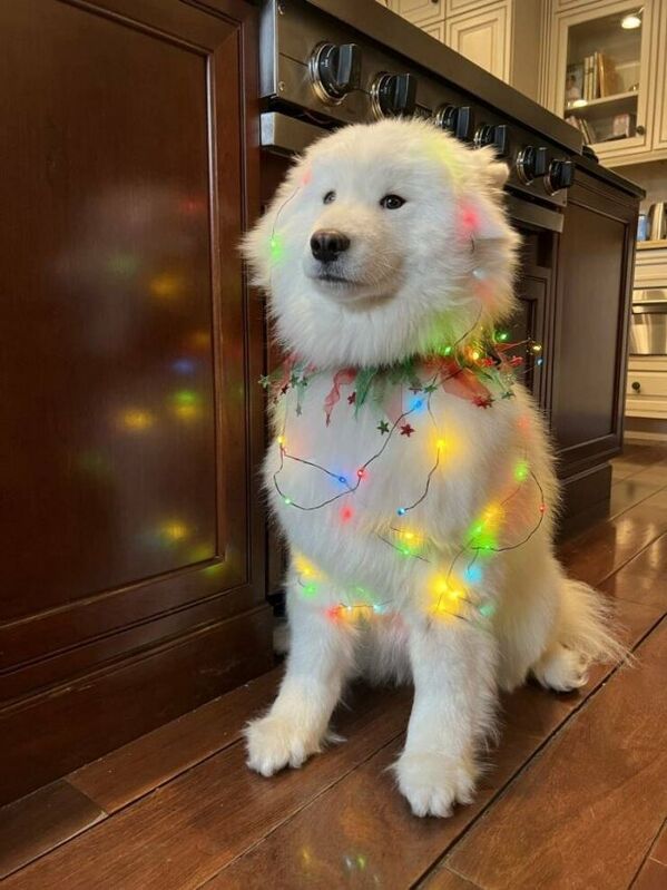 Dogs Are Awesome